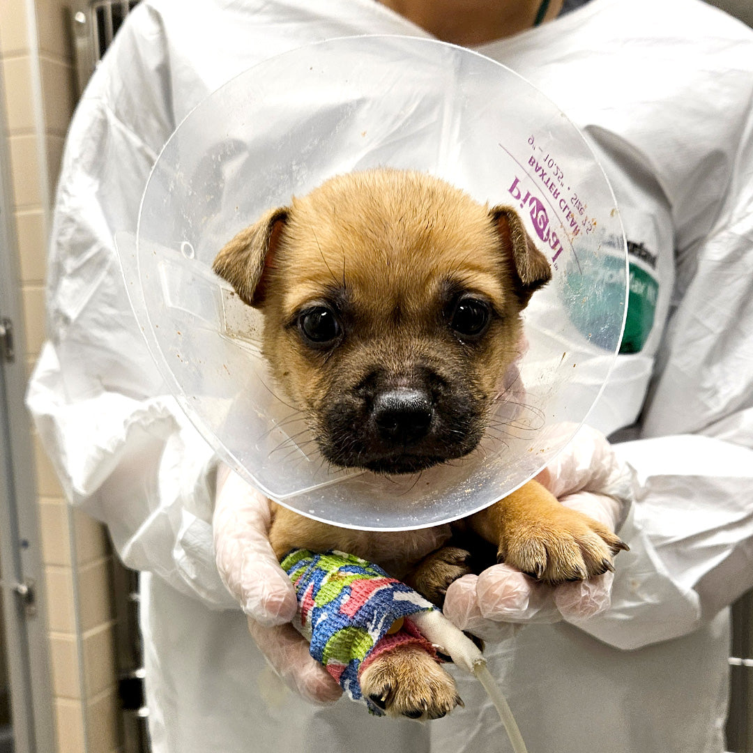 Donation – Seattle Humane Store